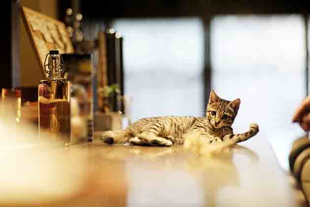 Confira 5 dicas para começar um cat café! - Stampa Gramas